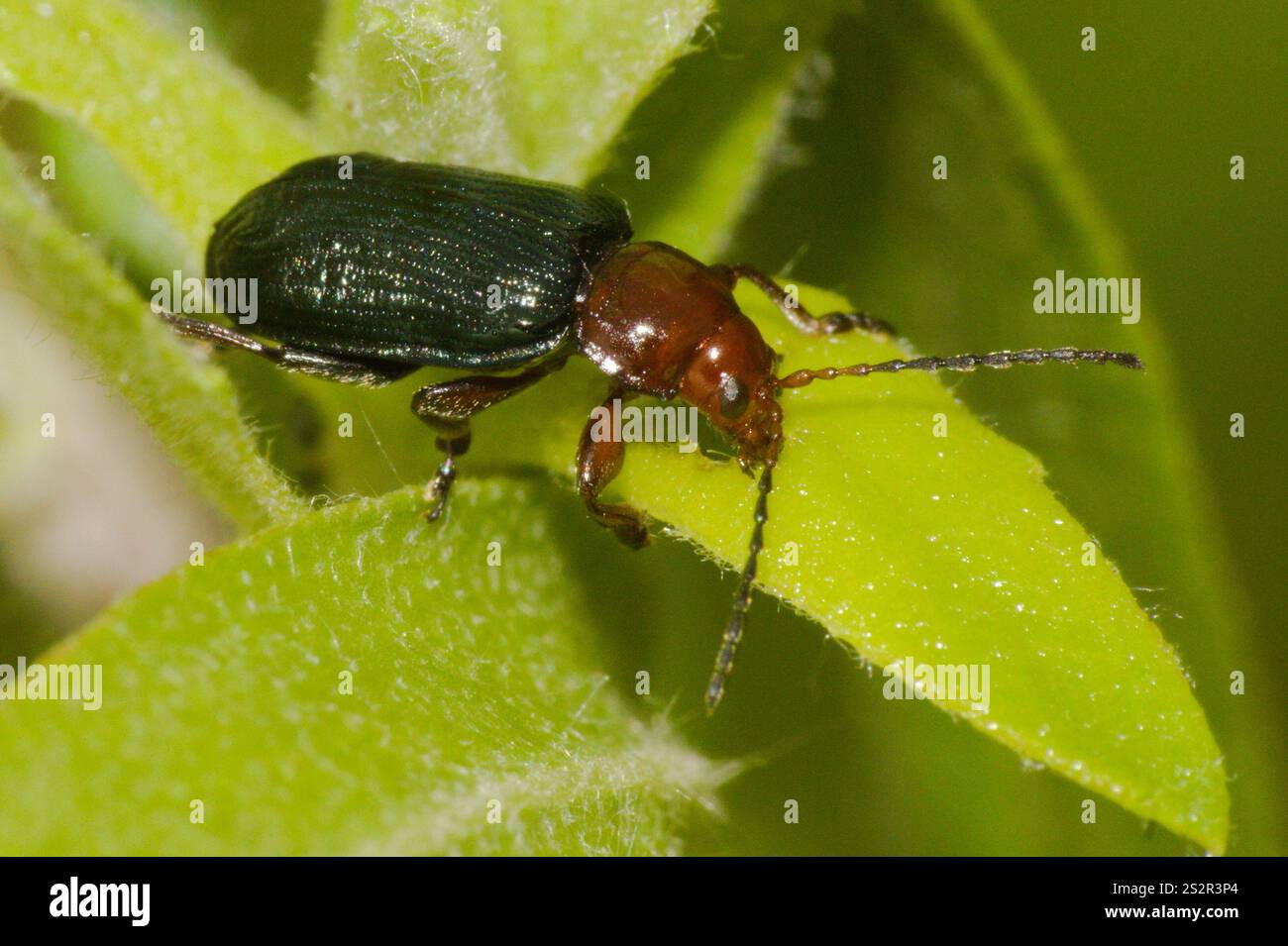Flea Beetles (Alticini Stock Photo - Alamy