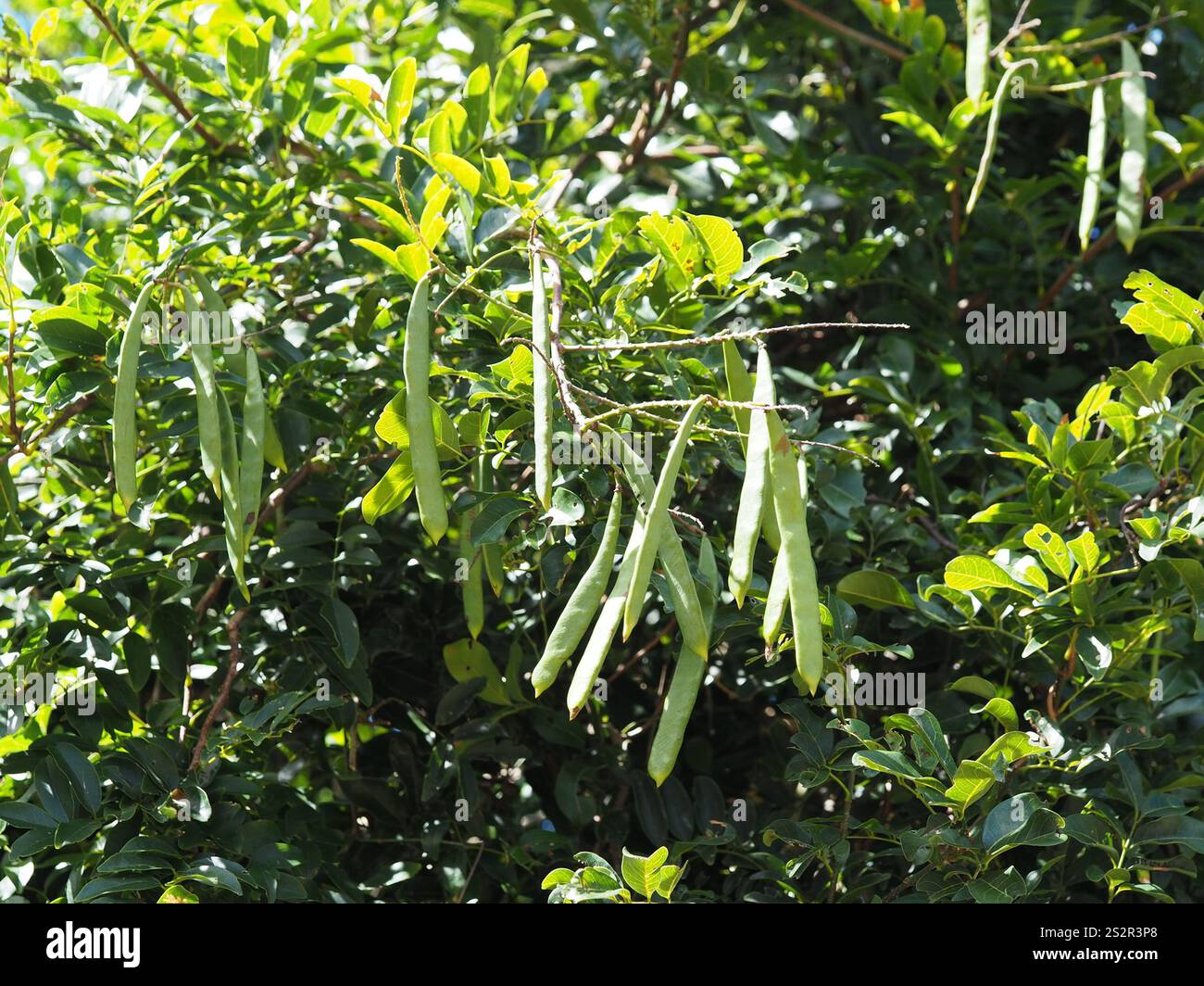 Evergreen Wisteria (Wisteriopsis reticulata Stock Photo - Alamy