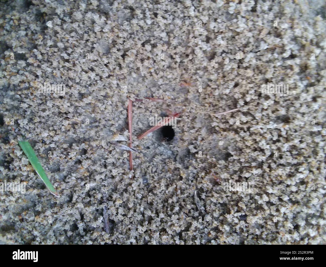 Buren's Pyramid Ant (Dorymyrmex bureni Stock Photo - Alamy