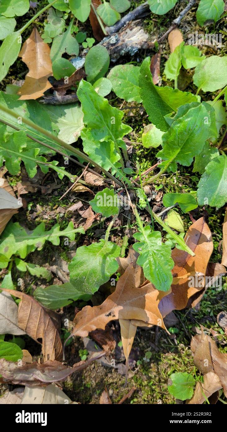 Oriental false hawksbeard (Youngia japonica Stock Photo - Alamy