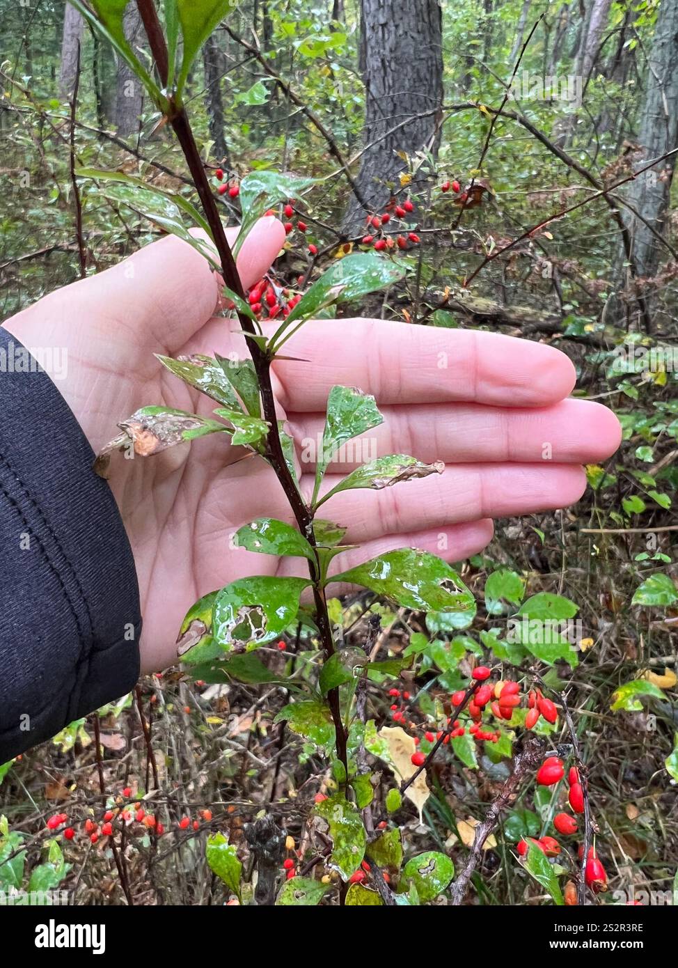 Japanese barberry (Berberis thunbergii Stock Photo - Alamy