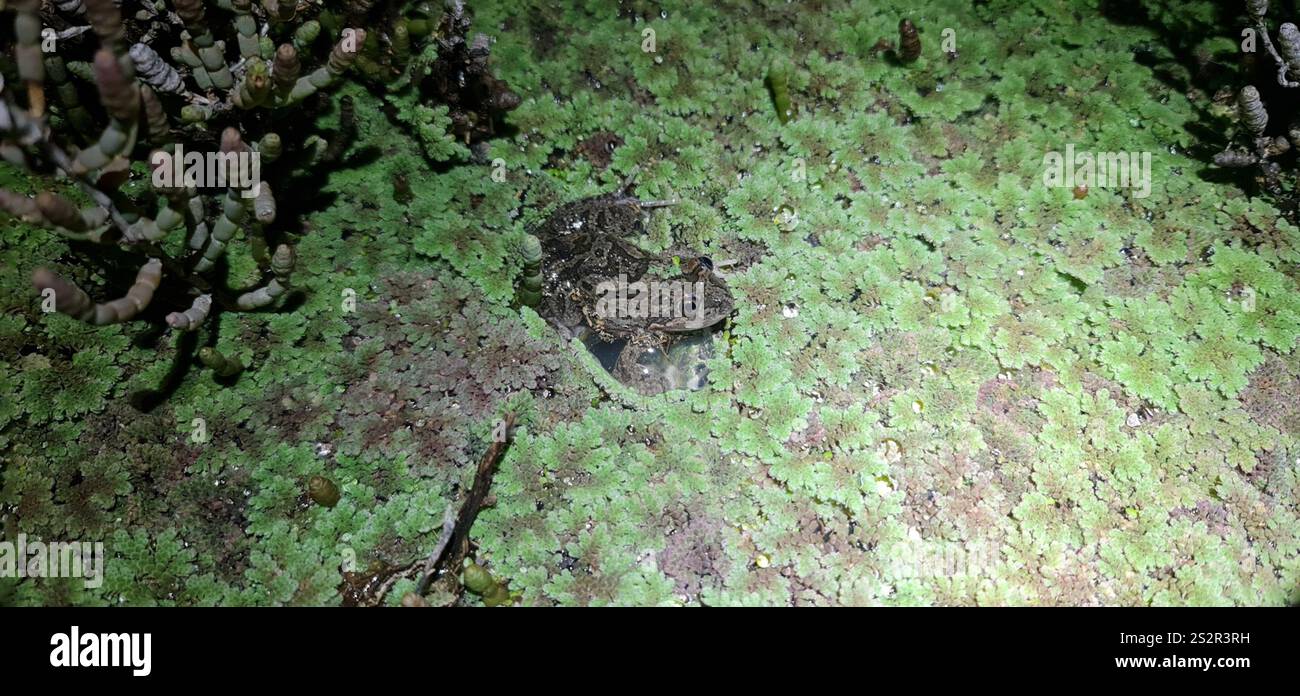 Barking Frog (Limnodynastes fletcheri Stock Photo - Alamy