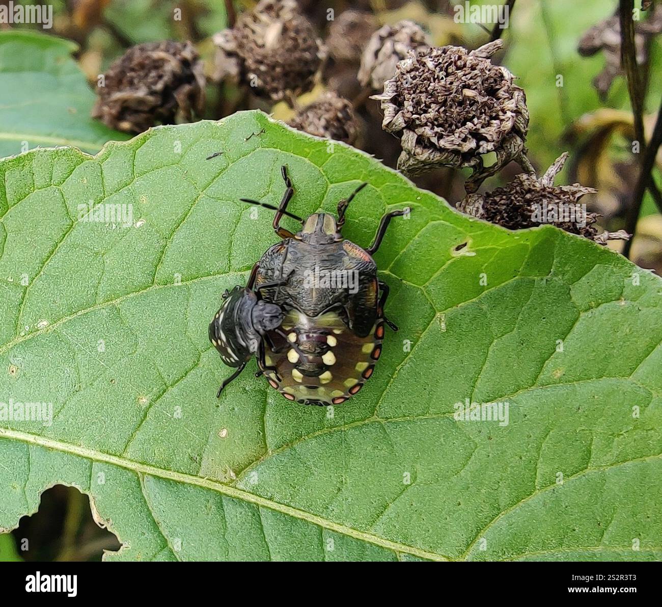 Southern Green Stink Bug (Nezara viridula Stock Photo - Alamy