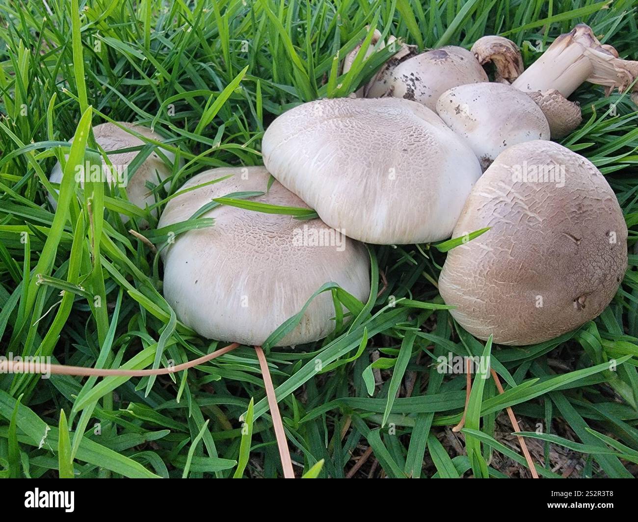 Yellow Stainer (Agaricus xanthodermus Stock Photo - Alamy