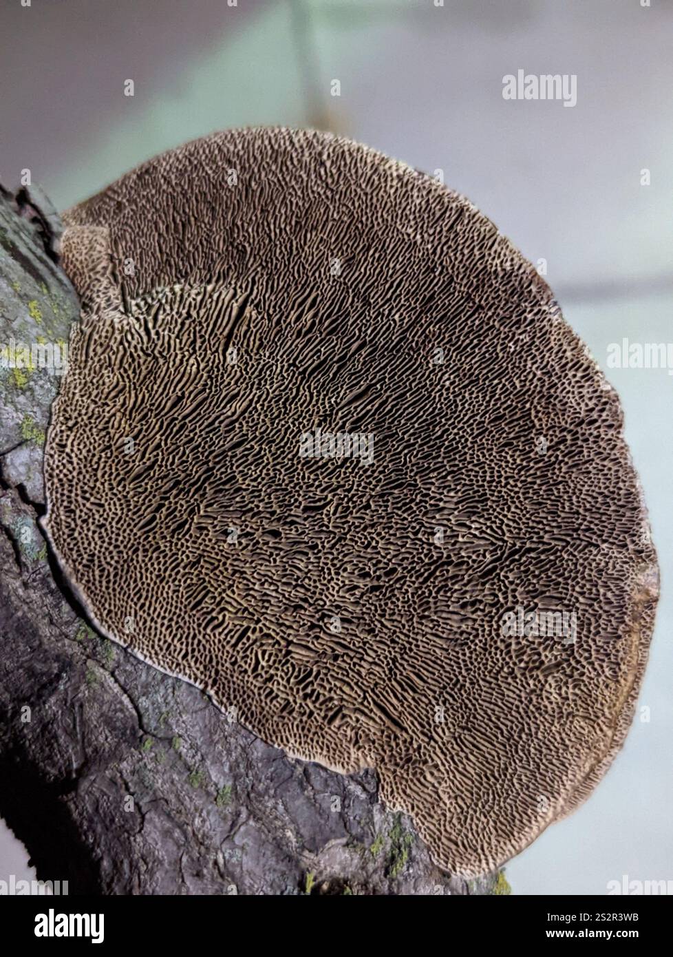 Thin-walled Maze Polypore (Daedaleopsis confragosa Stock Photo - Alamy