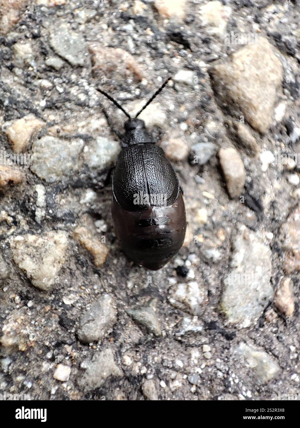 black-punctured leaf beetle (Galeruca tanaceti Stock Photo - Alamy