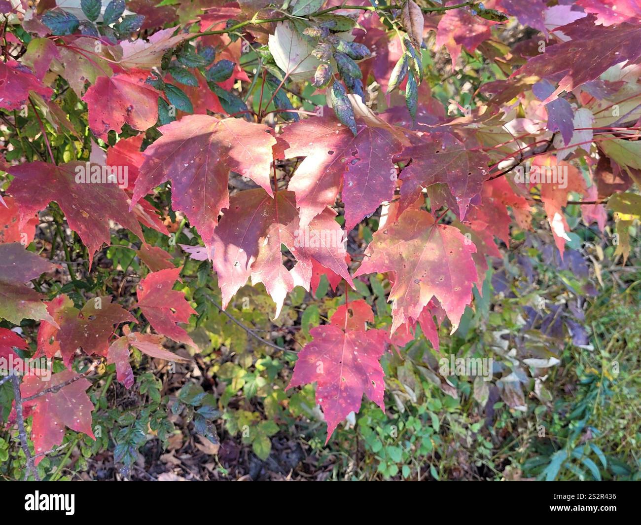 red maple (Acer rubrum Stock Photo - Alamy