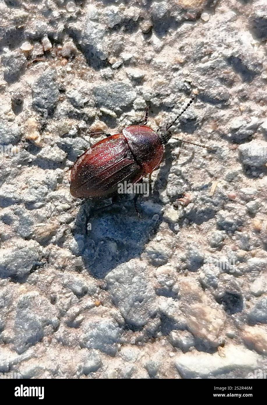 Black snail beetle (Phosphuga atrata Stock Photo - Alamy