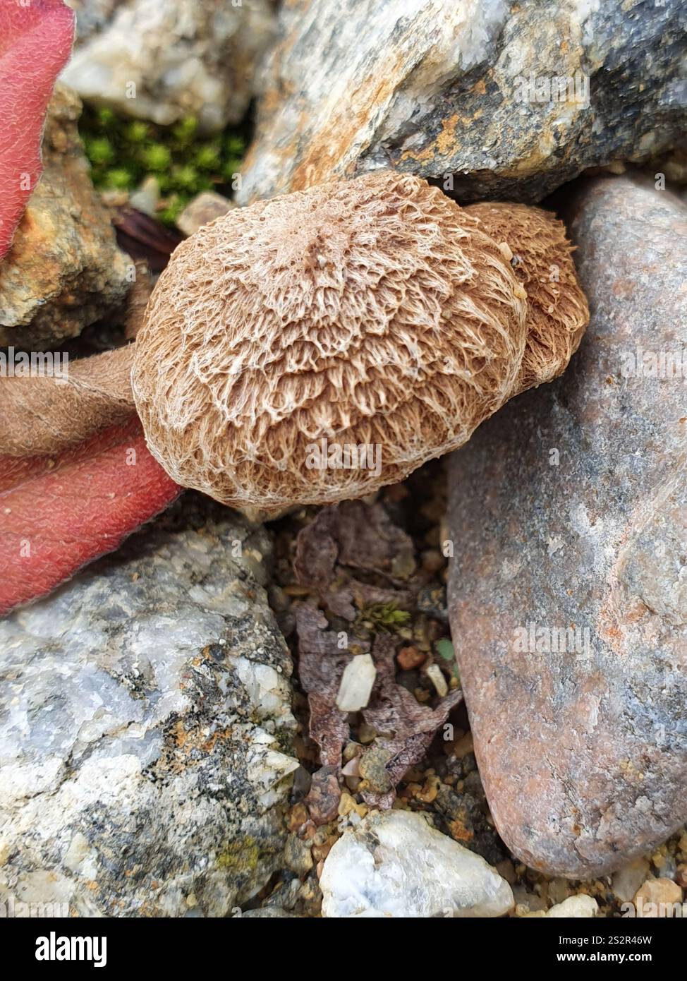 Fiber Caps (Inocybe Stock Photo - Alamy