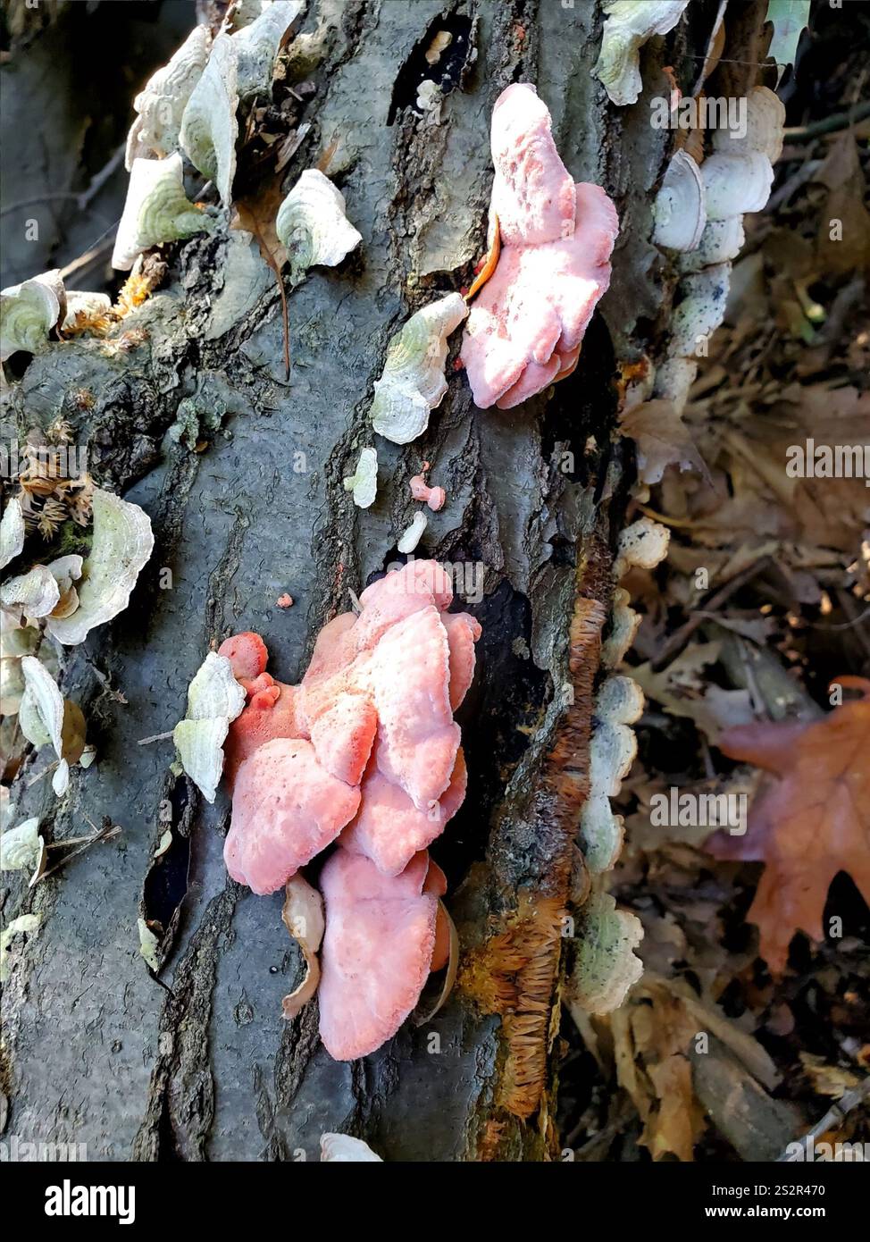 Coral-pink Merulius (Phlebia incarnata Stock Photo - Alamy