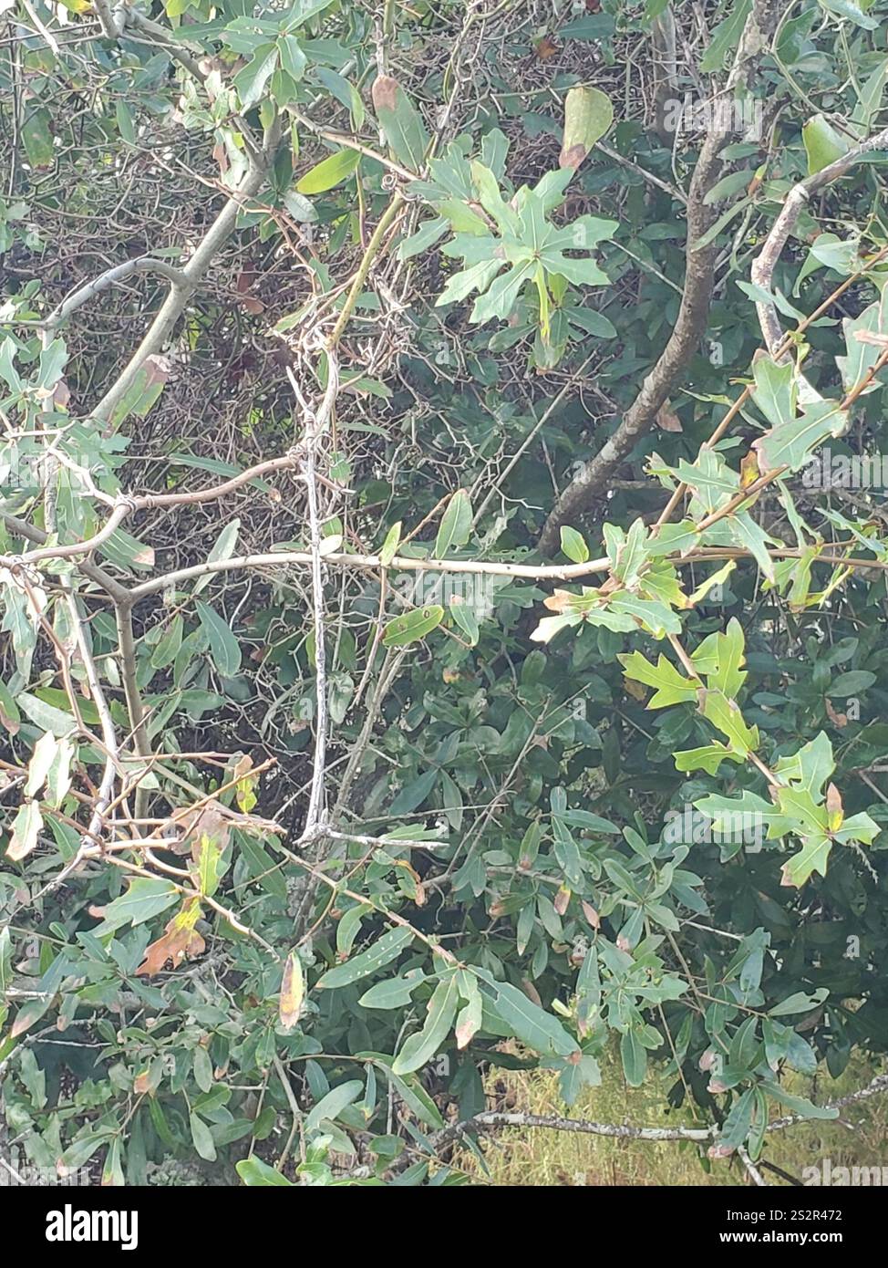 Darlington Oak (Quercus hemisphaerica Stock Photo - Alamy