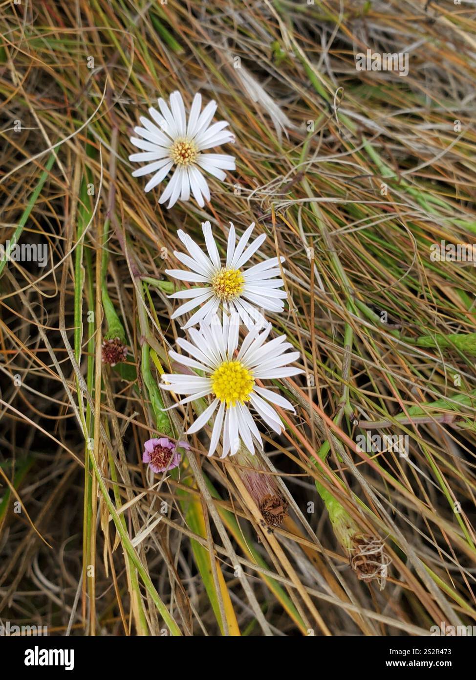 Perennial Saltmarsh Aster (Symphyotrichum tenuifolium Stock Photo - Alamy