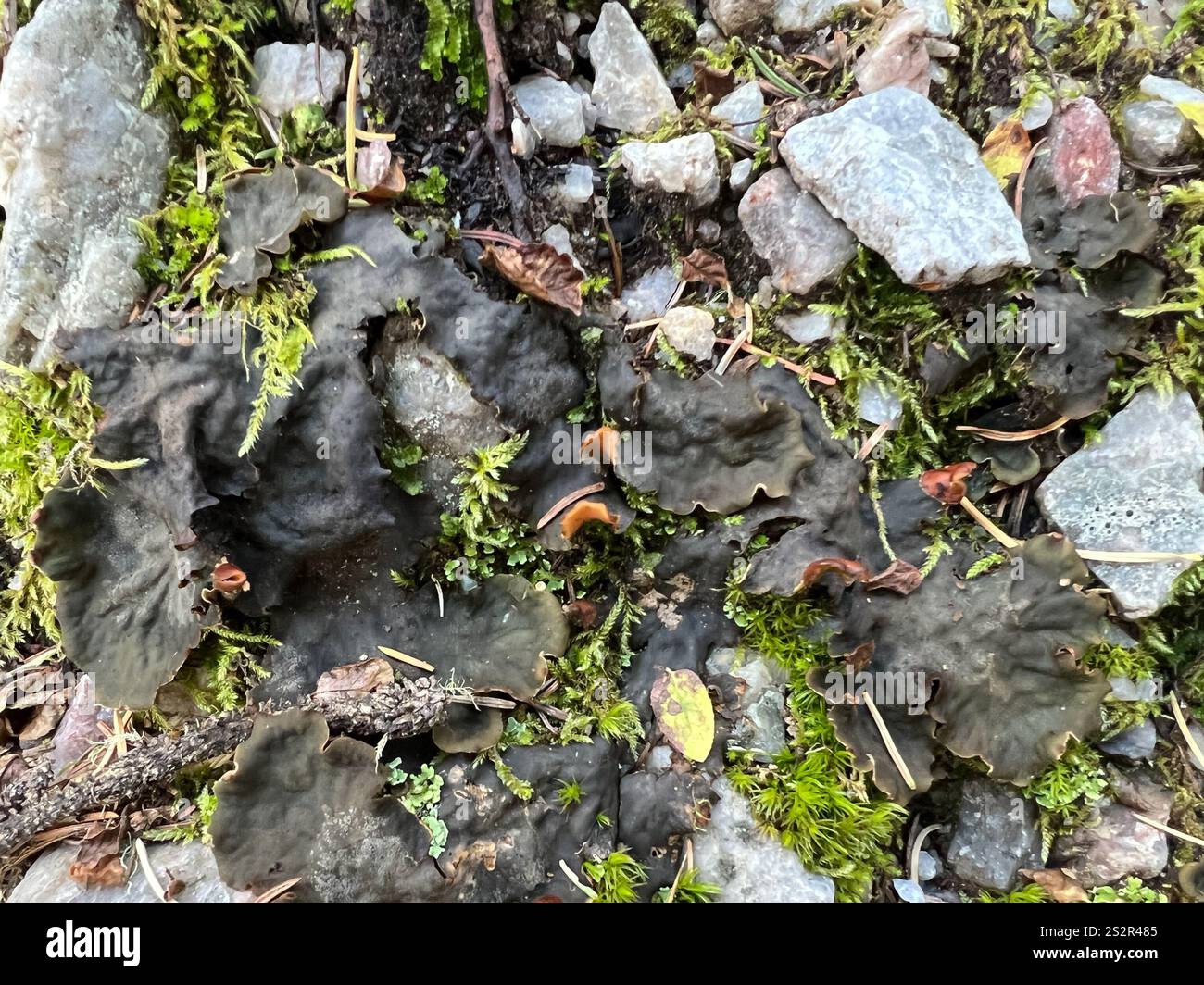 dog pelt lichen (Peltigera canina Stock Photo - Alamy