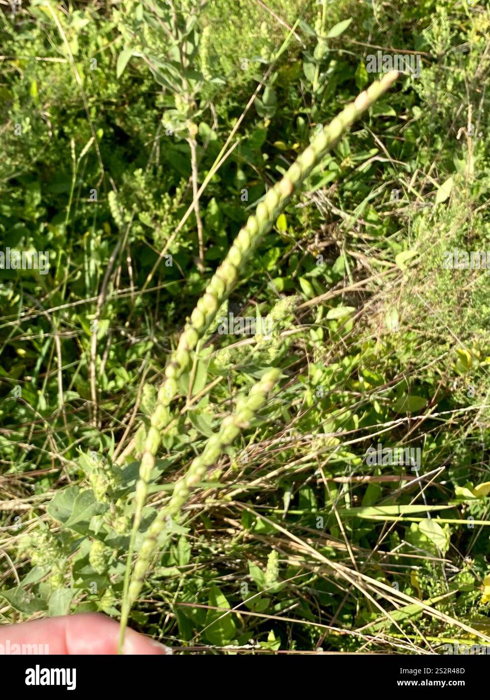 Florida paspalum (Paspalum floridanum Stock Photo - Alamy