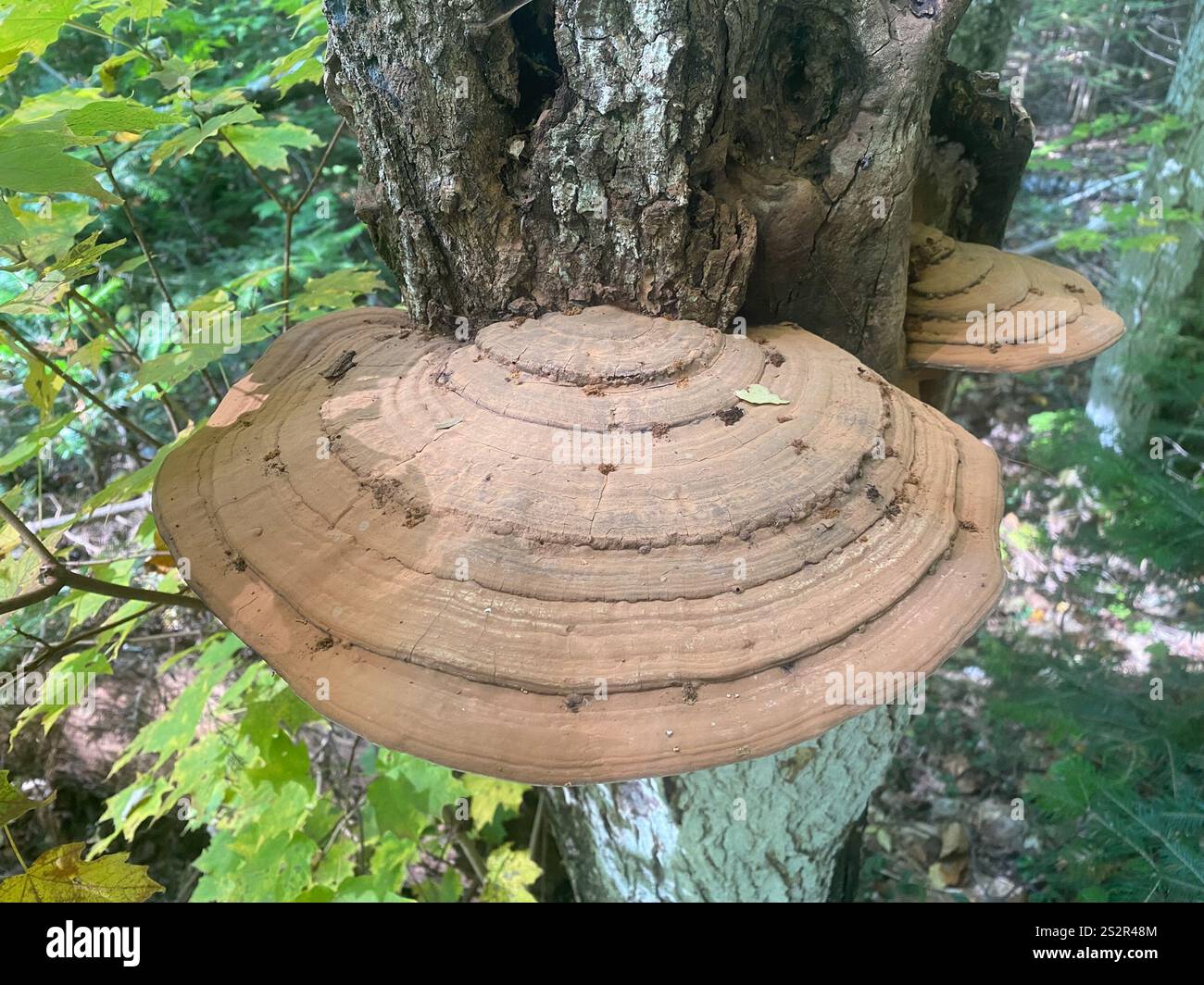 artist's bracket (Ganoderma applanatum Stock Photo - Alamy