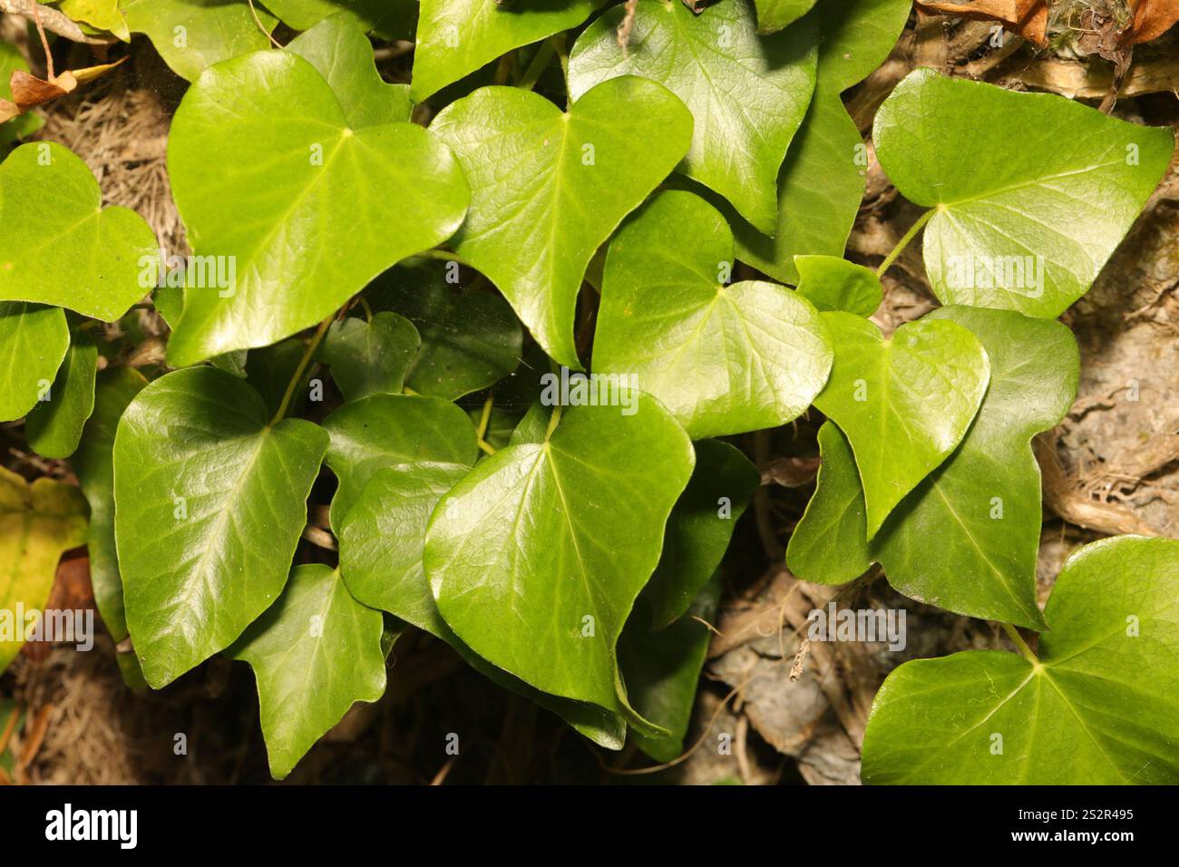 Persian Ivy (Hedera colchica Stock Photo - Alamy