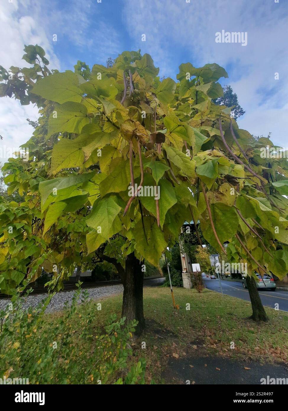 southern catalpa (Catalpa bignonioides Stock Photo - Alamy