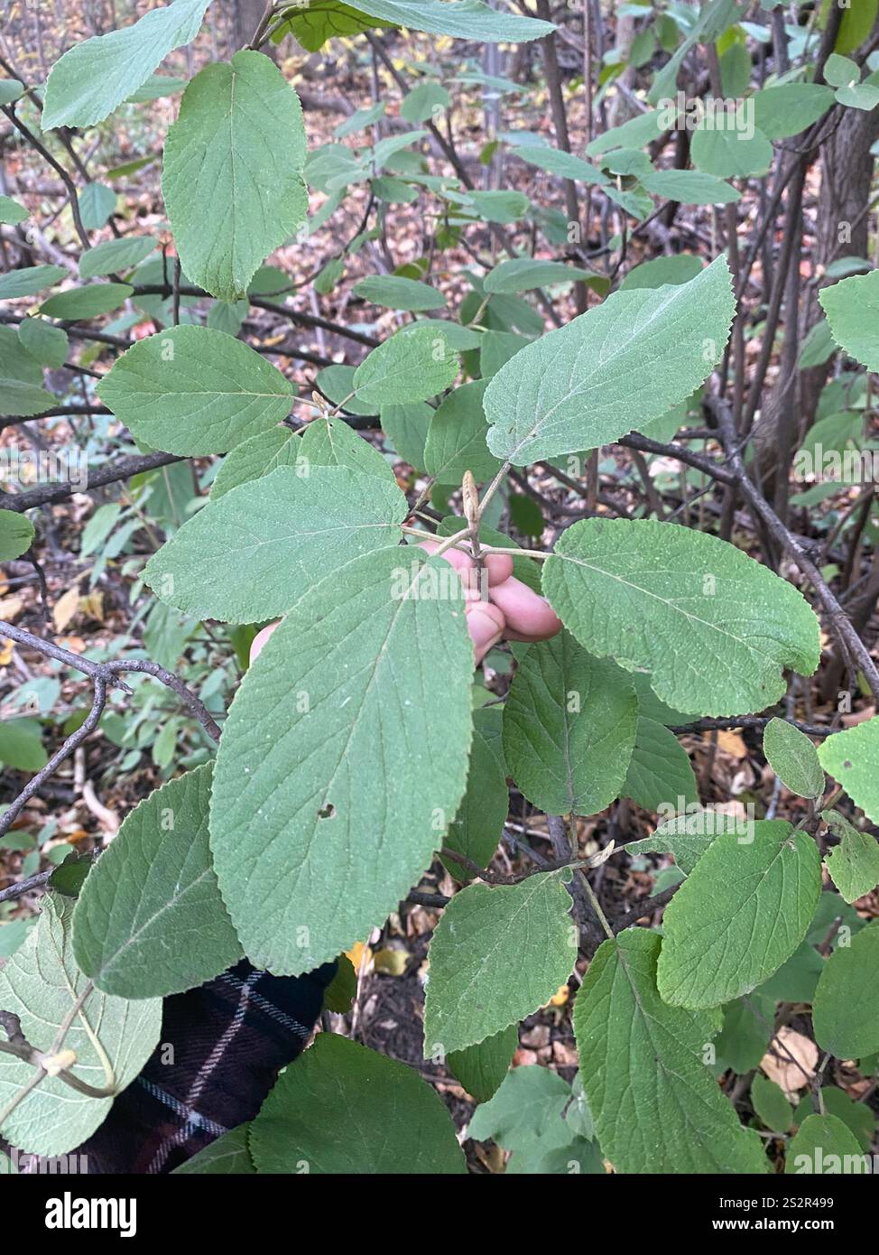 Wayfaring-tree (Viburnum lantana Stock Photo - Alamy