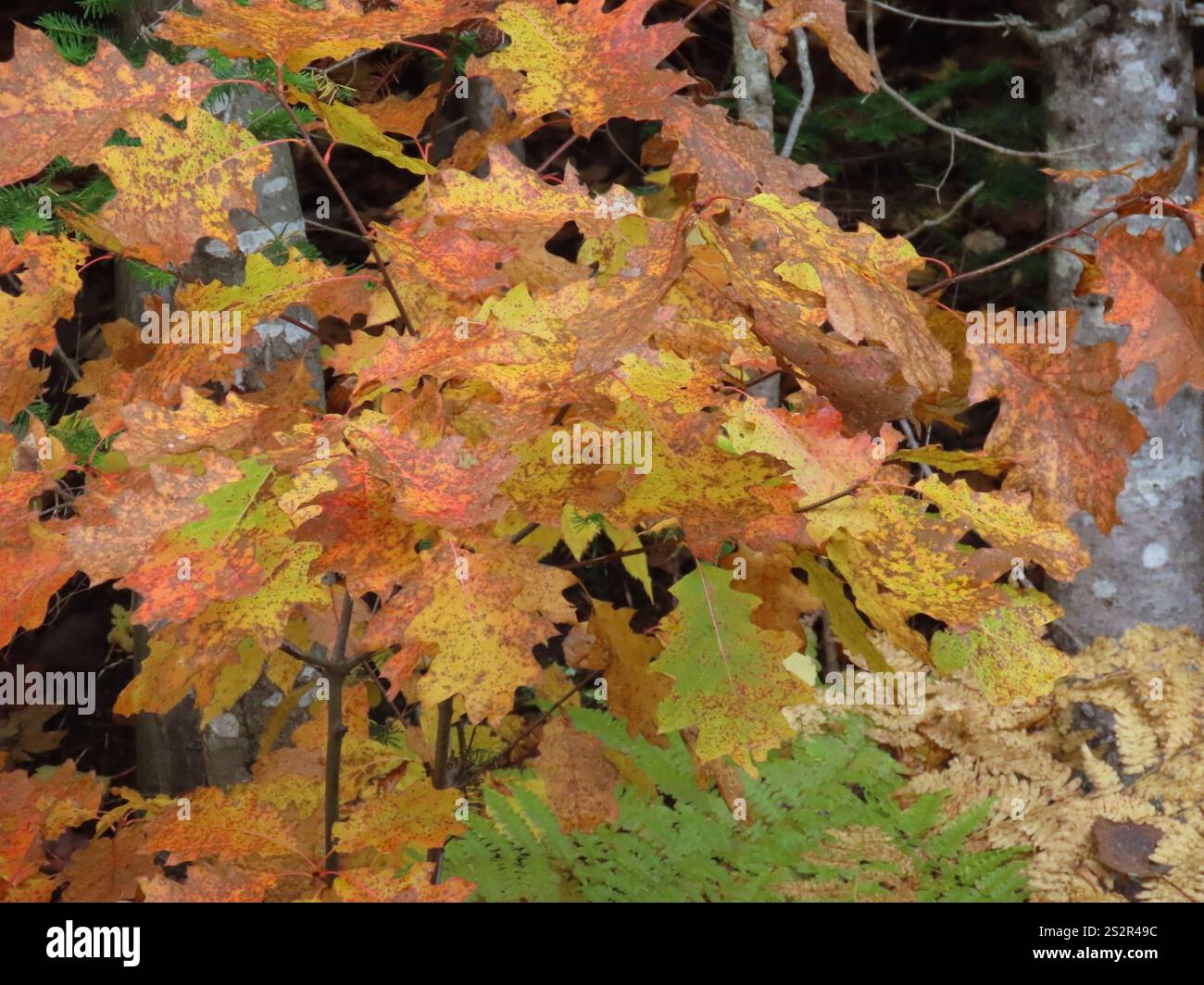 northern red oak (Quercus rubra Stock Photo - Alamy