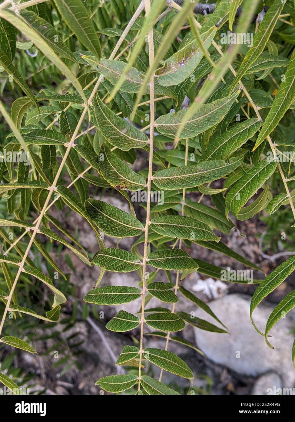 Little Walnut (Juglans microcarpa Stock Photo - Alamy