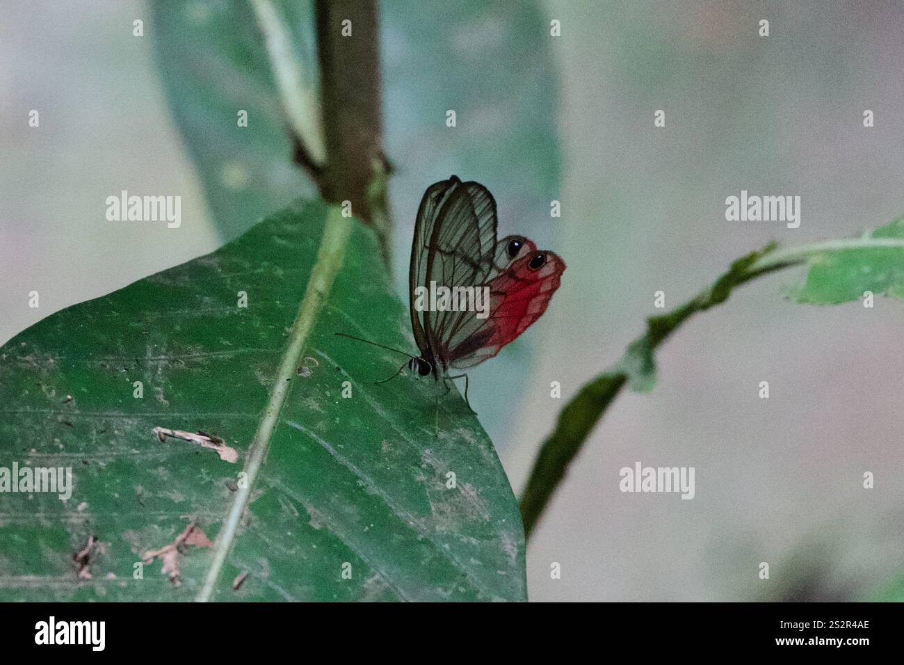 Rusted Clearwing-Satyr (Cithaerias pireta Stock Photo - Alamy