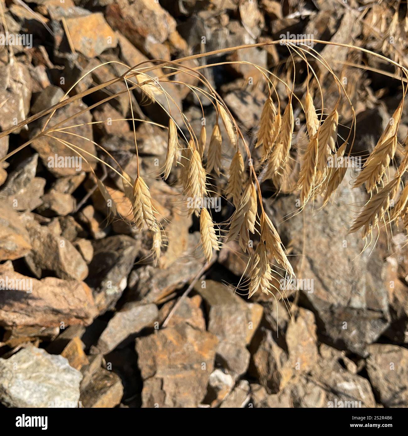 Japanese brome (Bromus japonicus Stock Photo - Alamy