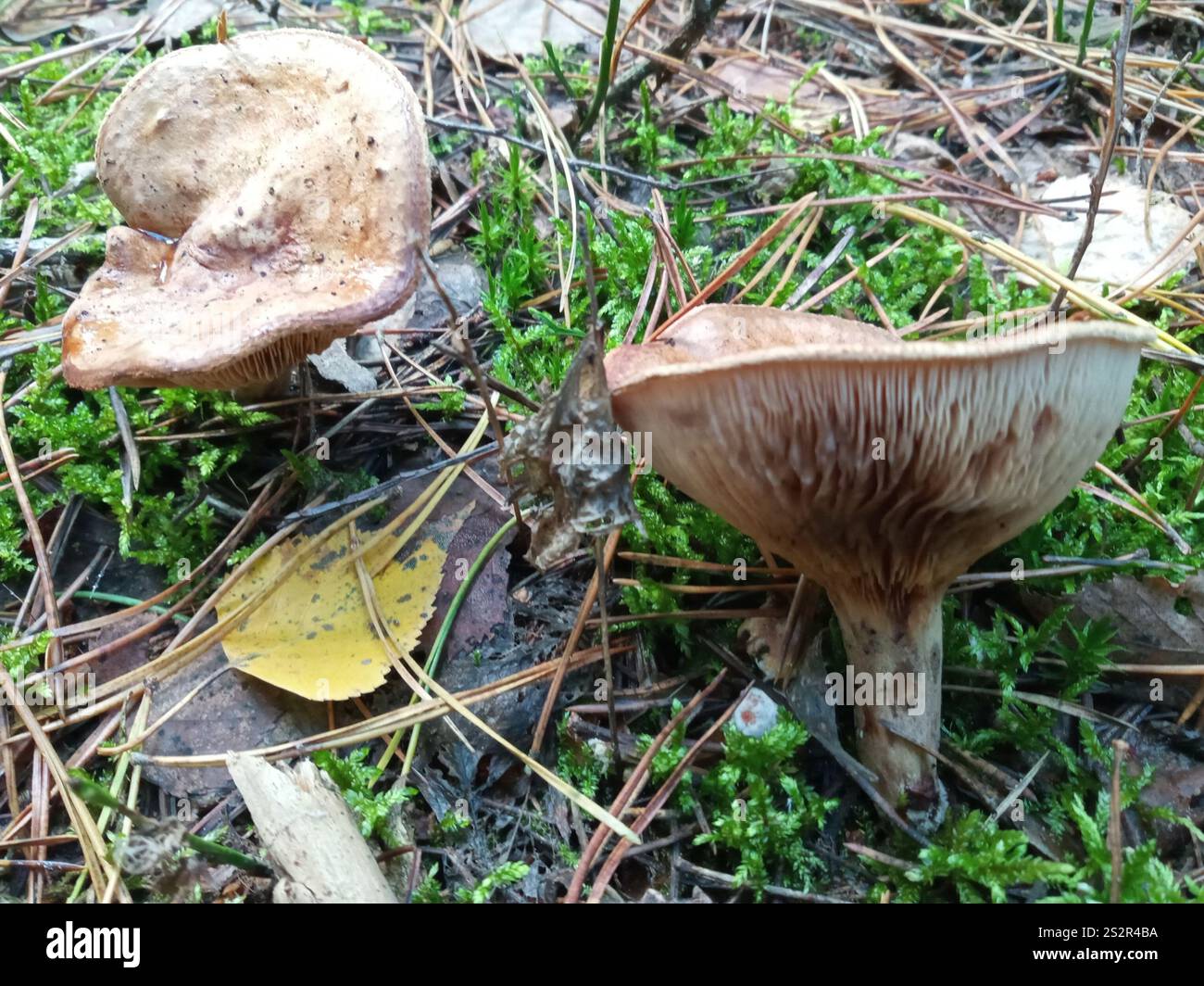 Brown Roll-Rim (Paxillus involutus Stock Photo - Alamy