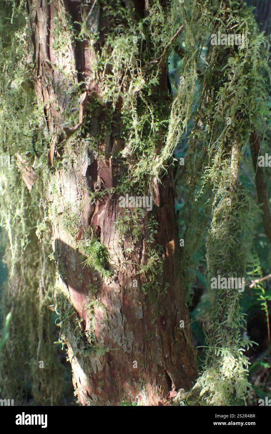 Pacific yew (Taxus brevifolia Stock Photo - Alamy