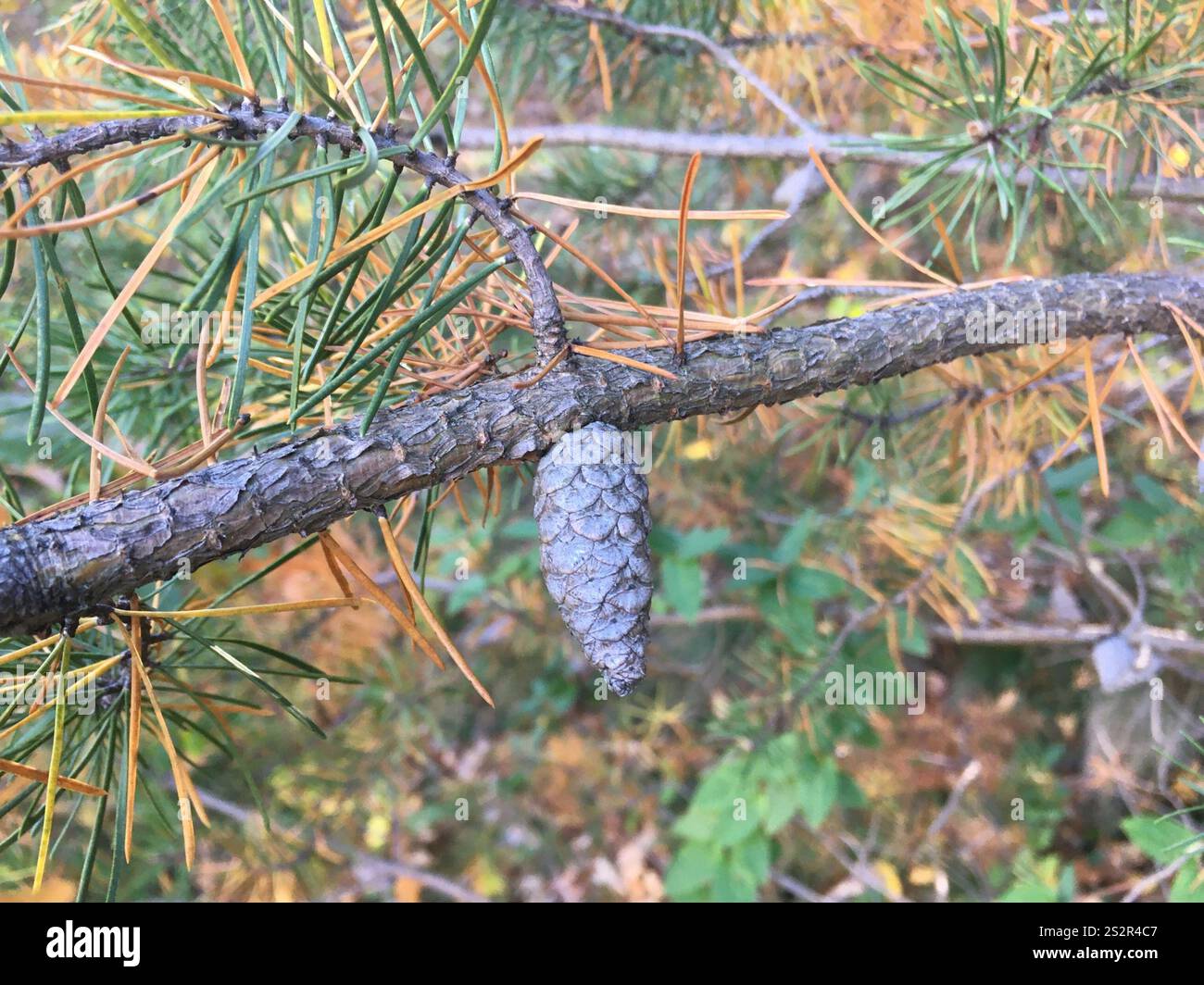 hard pines (Pinus Stock Photo - Alamy