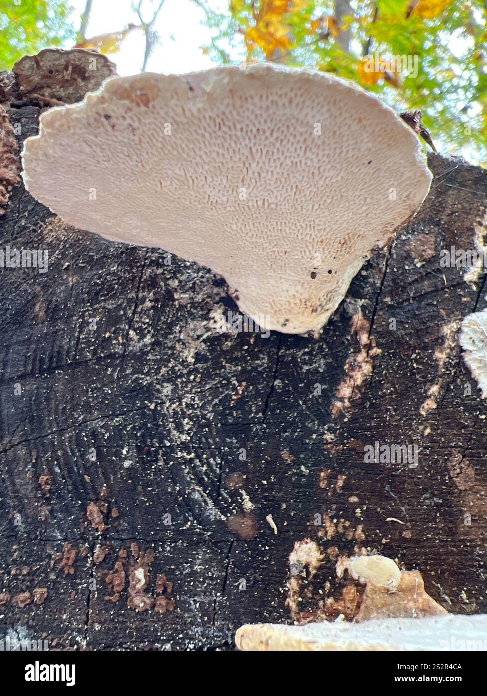 Lumpy Bracket (Trametes gibbosa Stock Photo - Alamy
