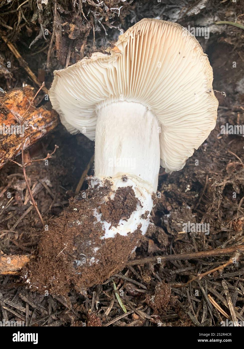 Sticky Gray Trich (Tricholoma portentosum Stock Photo - Alamy