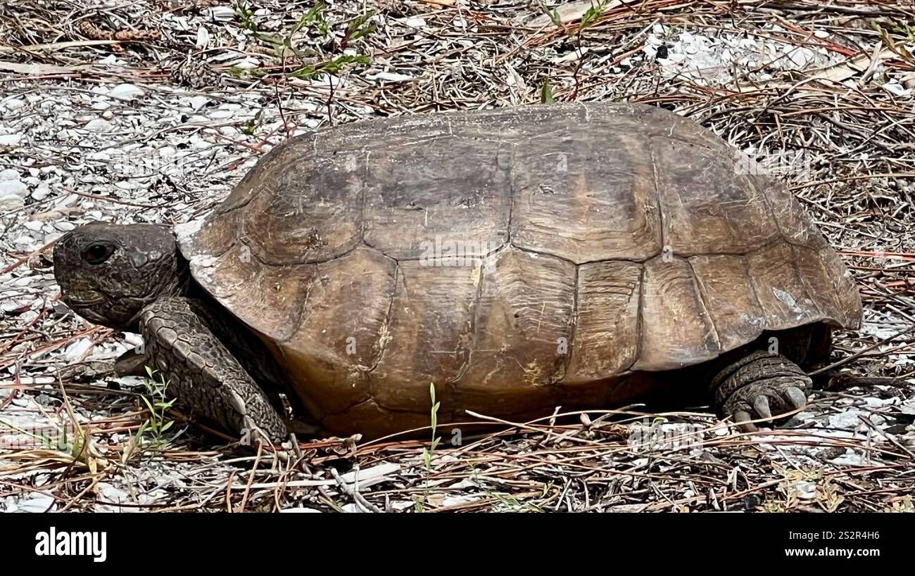 Gopher Tortoise (Gopherus polyphemus Stock Photo - Alamy