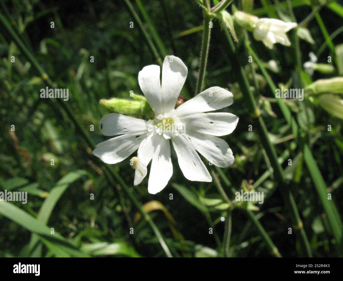 evening lychnis (Silene latifolia alba Stock Photo - Alamy