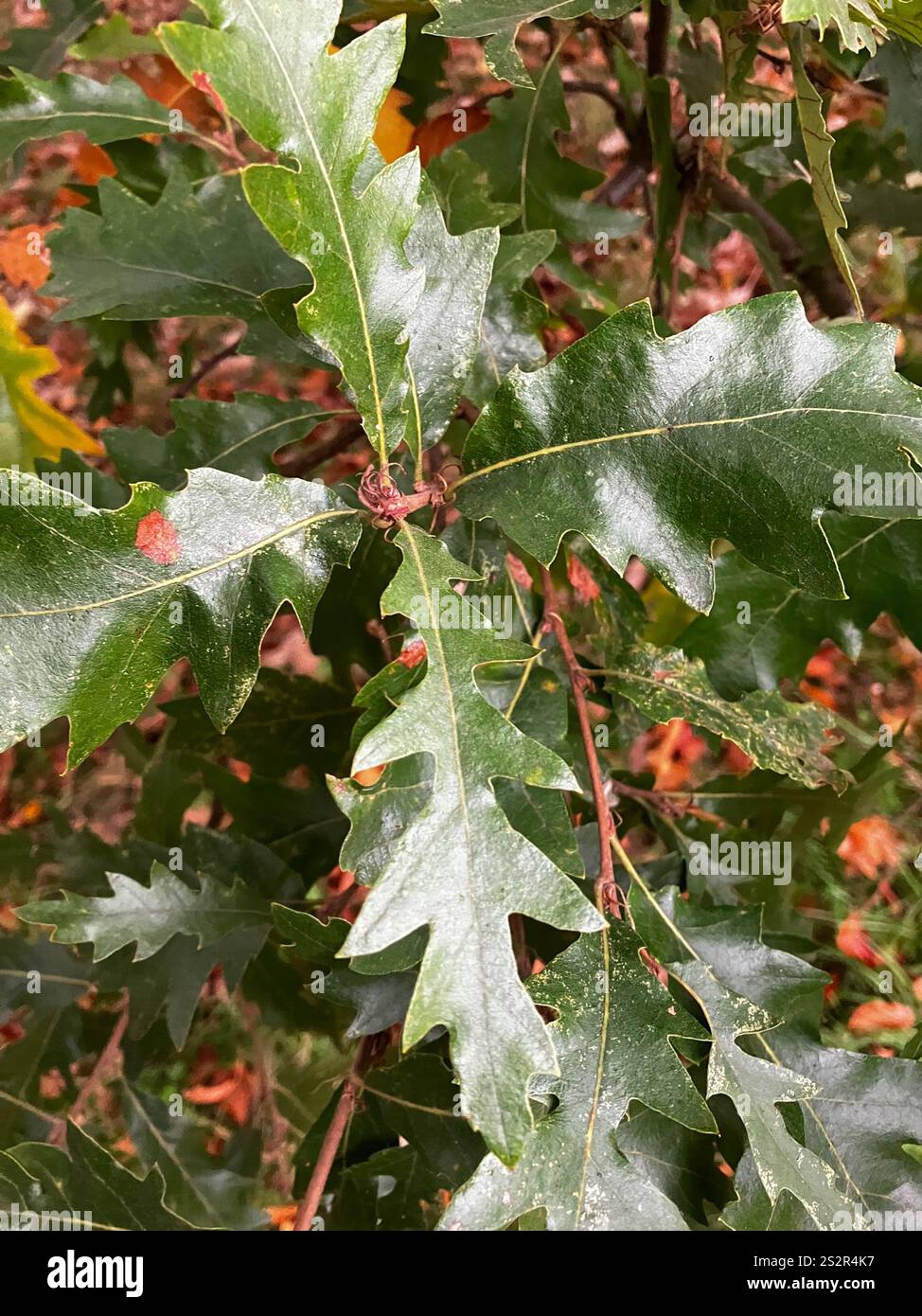 Turkey Oak (Quercus cerris Stock Photo - Alamy