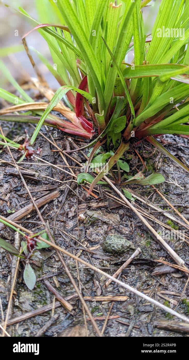 Flat-leaved Rush (Juncus planifolius Stock Photo - Alamy