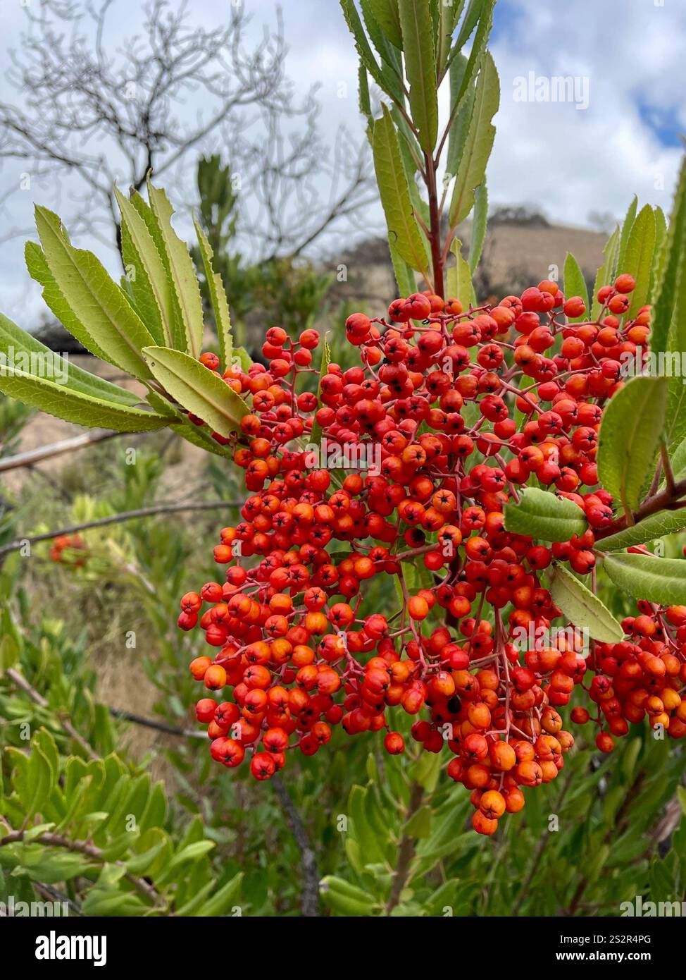 Toyon (Heteromeles arbutifolia Stock Photo - Alamy