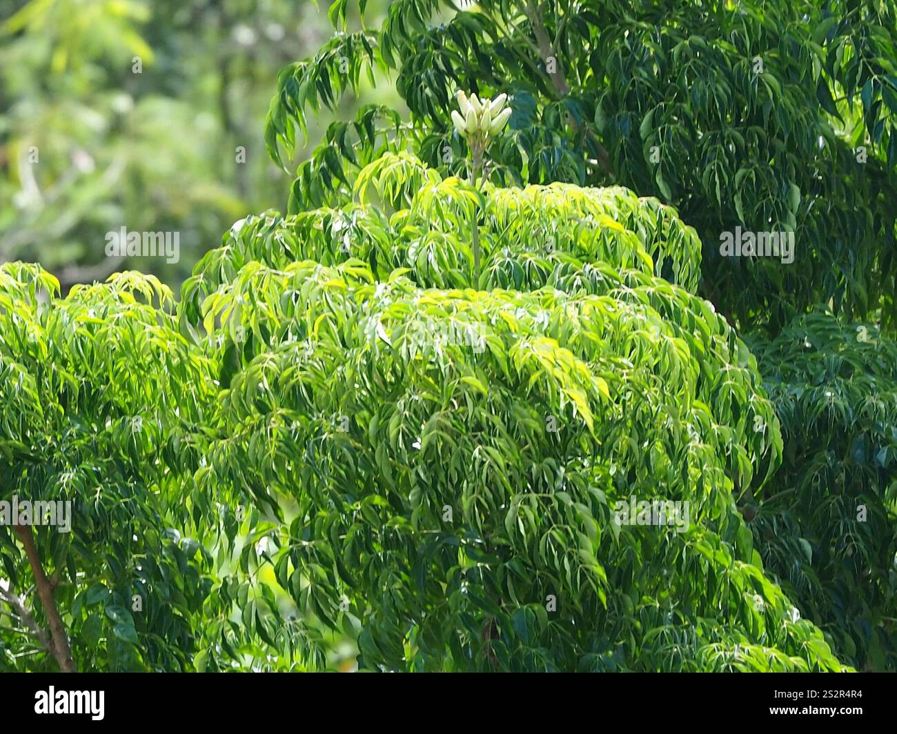 Emerald Tree (Radermachera sinica Stock Photo - Alamy