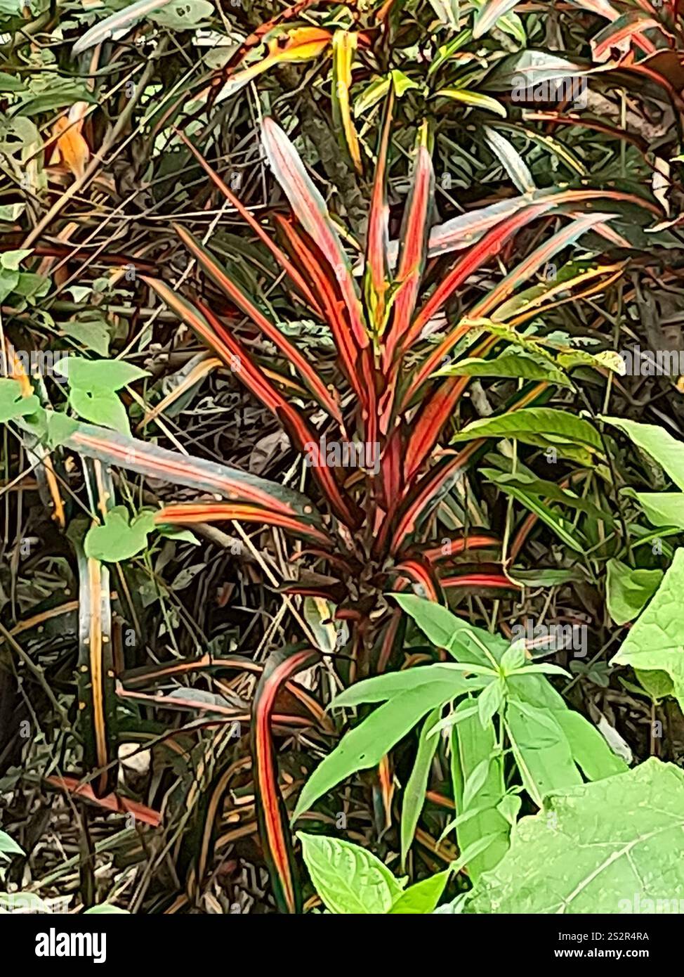flowering plants (Angiospermae Stock Photo - Alamy
