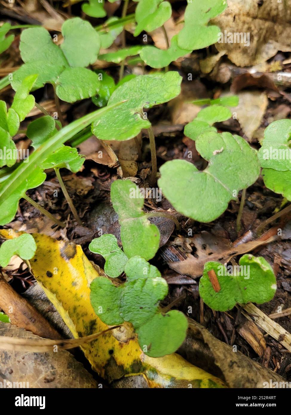 (Corybas trilobus aggregate Stock Photo - Alamy