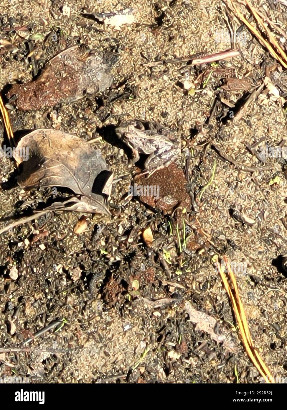 Southern Cricket Frog (Acris gryllus Stock Photo - Alamy