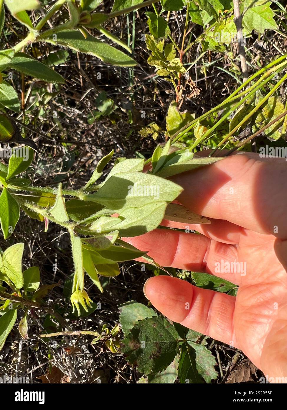 Star Tickseed (Coreopsis pubescens Stock Photo - Alamy