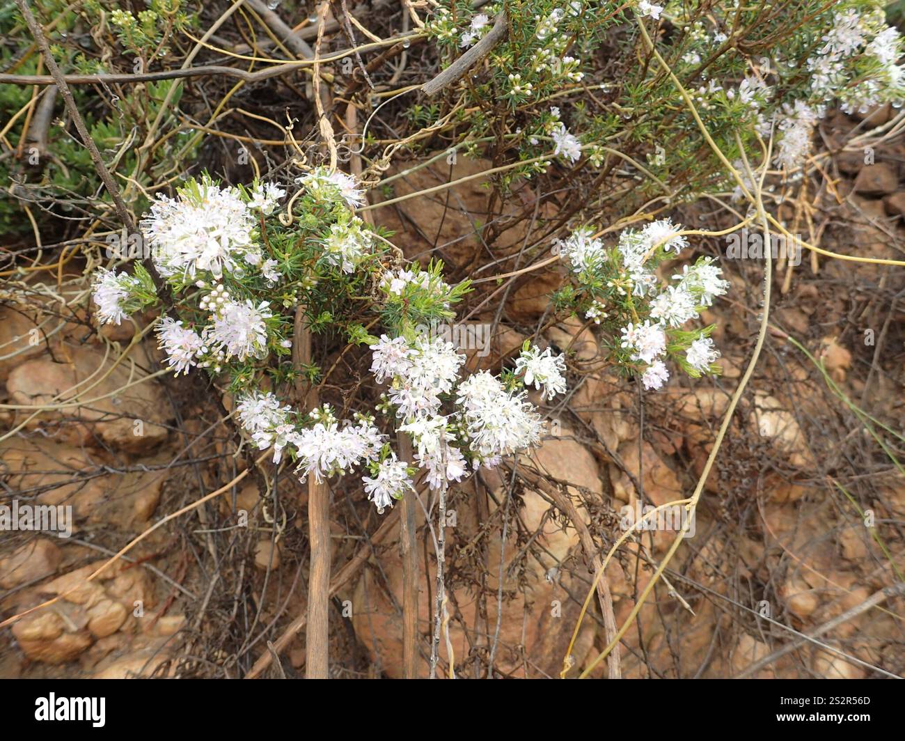 Cape Buchu (Agathosma capensis Stock Photo - Alamy