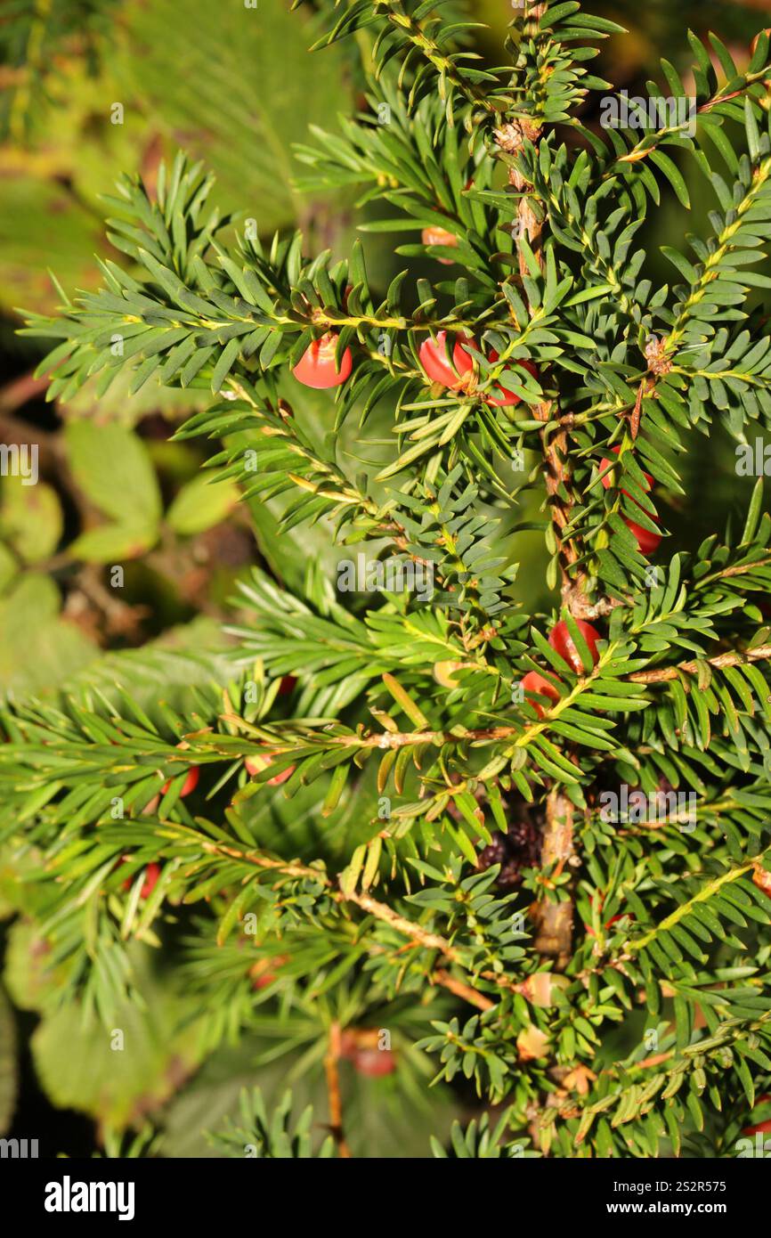 common yew (Taxus baccata Stock Photo - Alamy