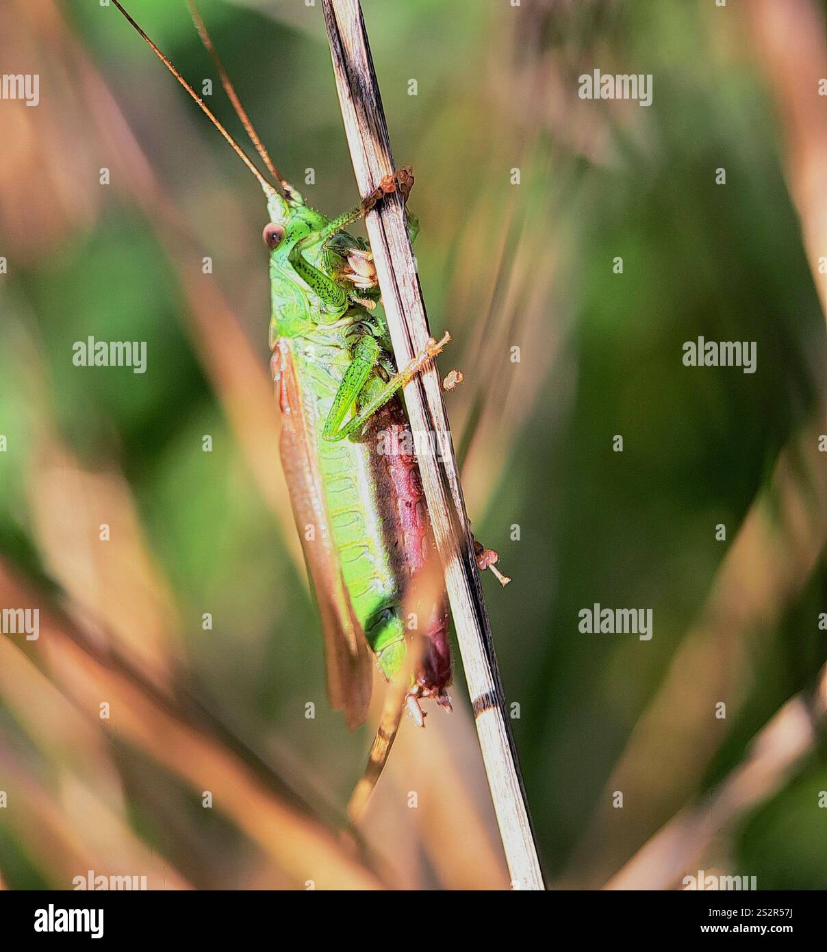 Long-winged Conehead (Conocephalus fuscus Stock Photo - Alamy