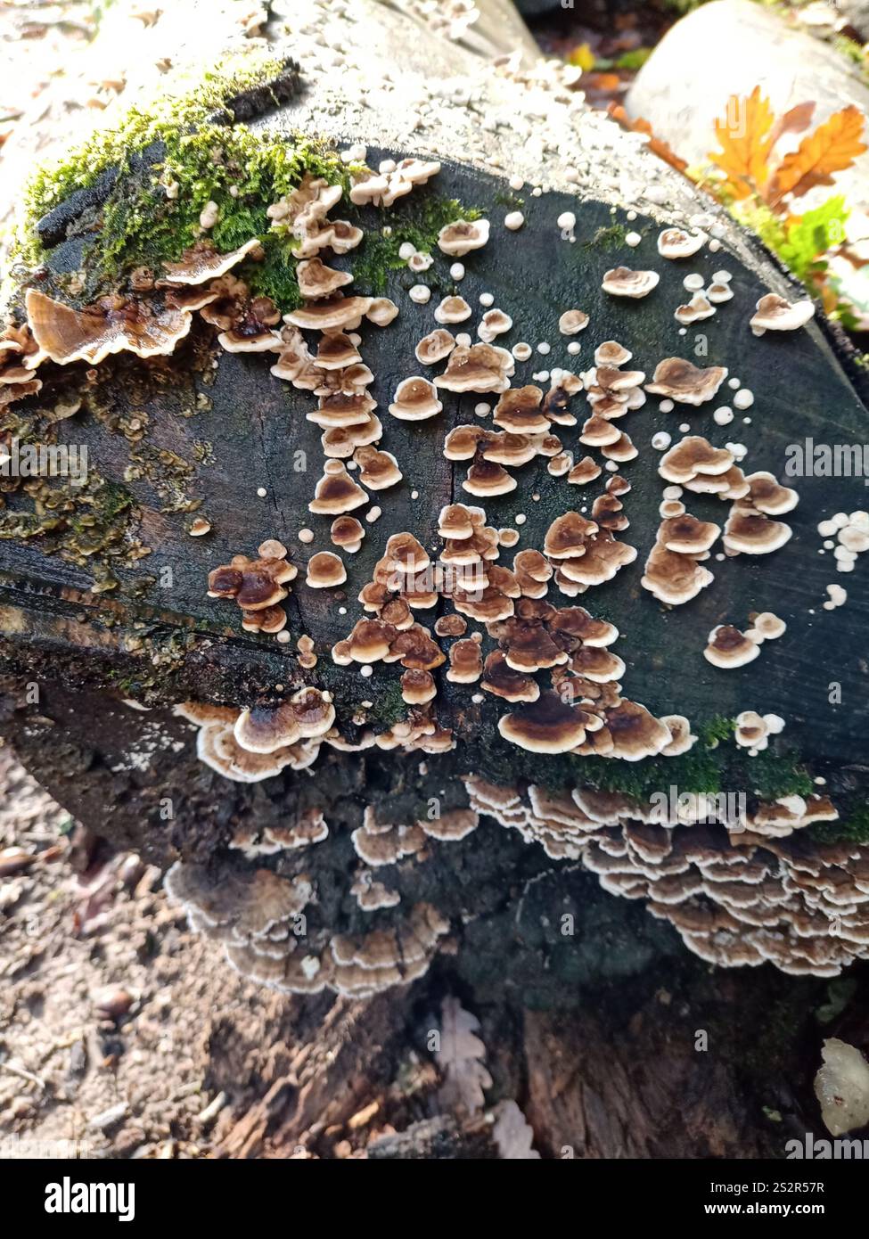 Basidiomycete Fungi (Basidiomycota Stock Photo - Alamy
