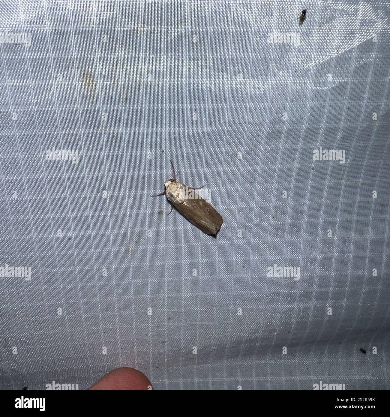 Beet Armyworm Moth (Spodoptera exigua Stock Photo - Alamy