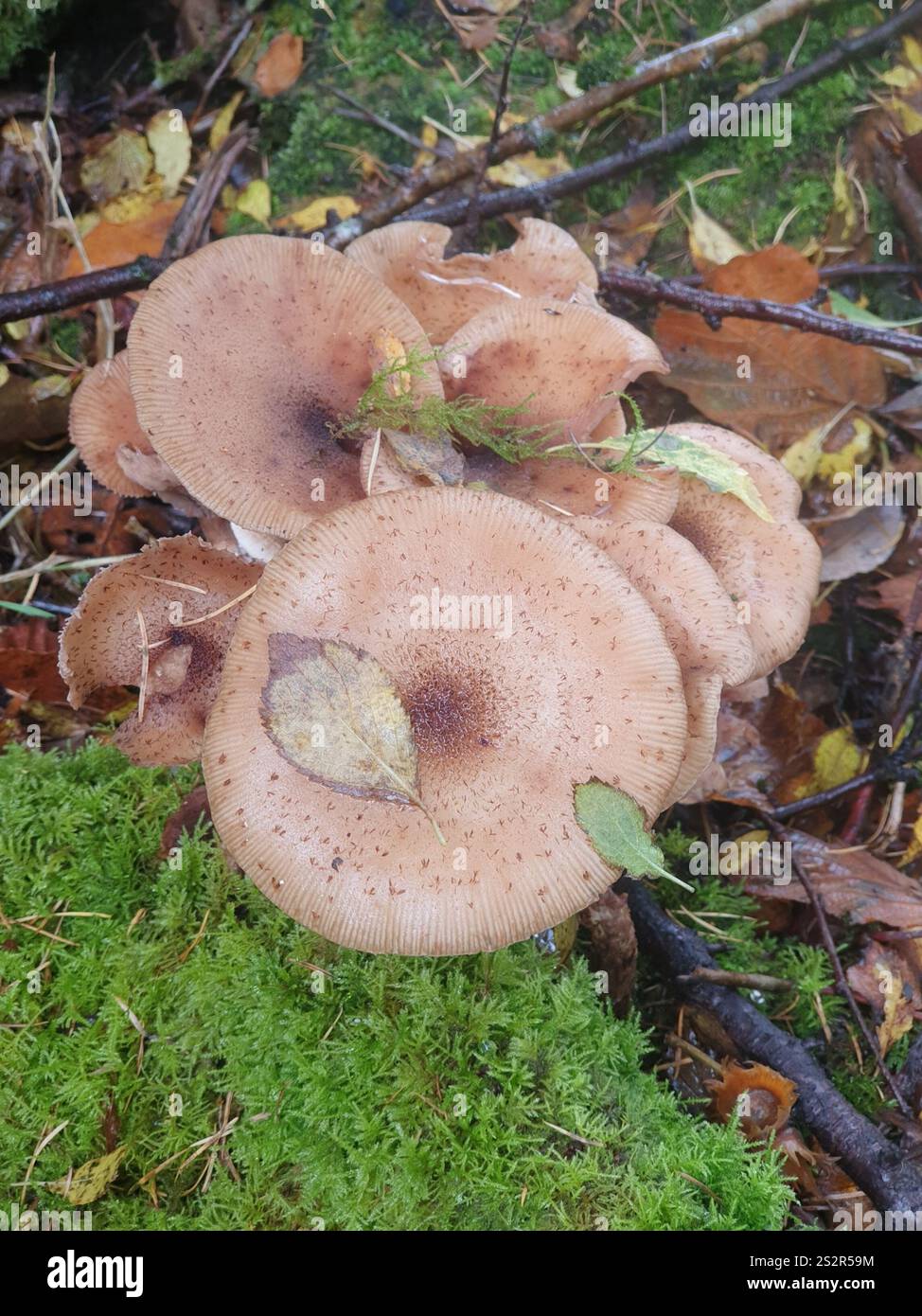 honey mushrooms (Armillaria Stock Photo - Alamy
