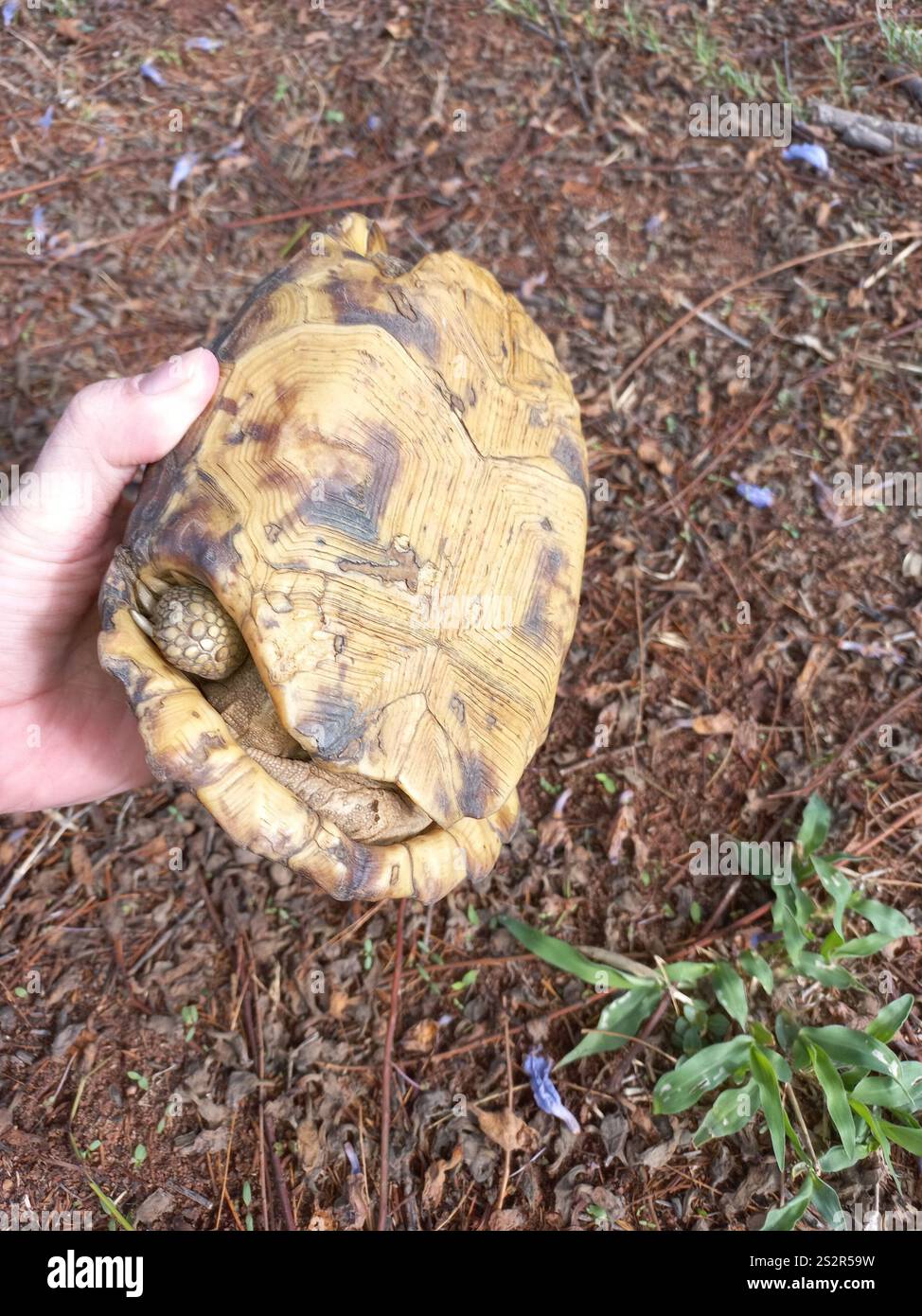 Lobatse Hingeback Tortoise (Kinixys lobatsiana Stock Photo - Alamy