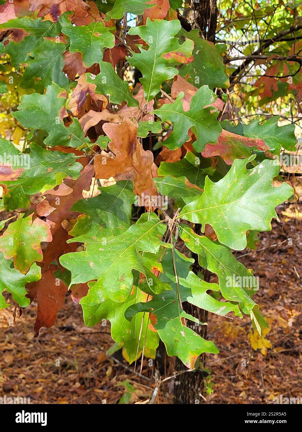 post oak (Quercus stellata Stock Photo - Alamy