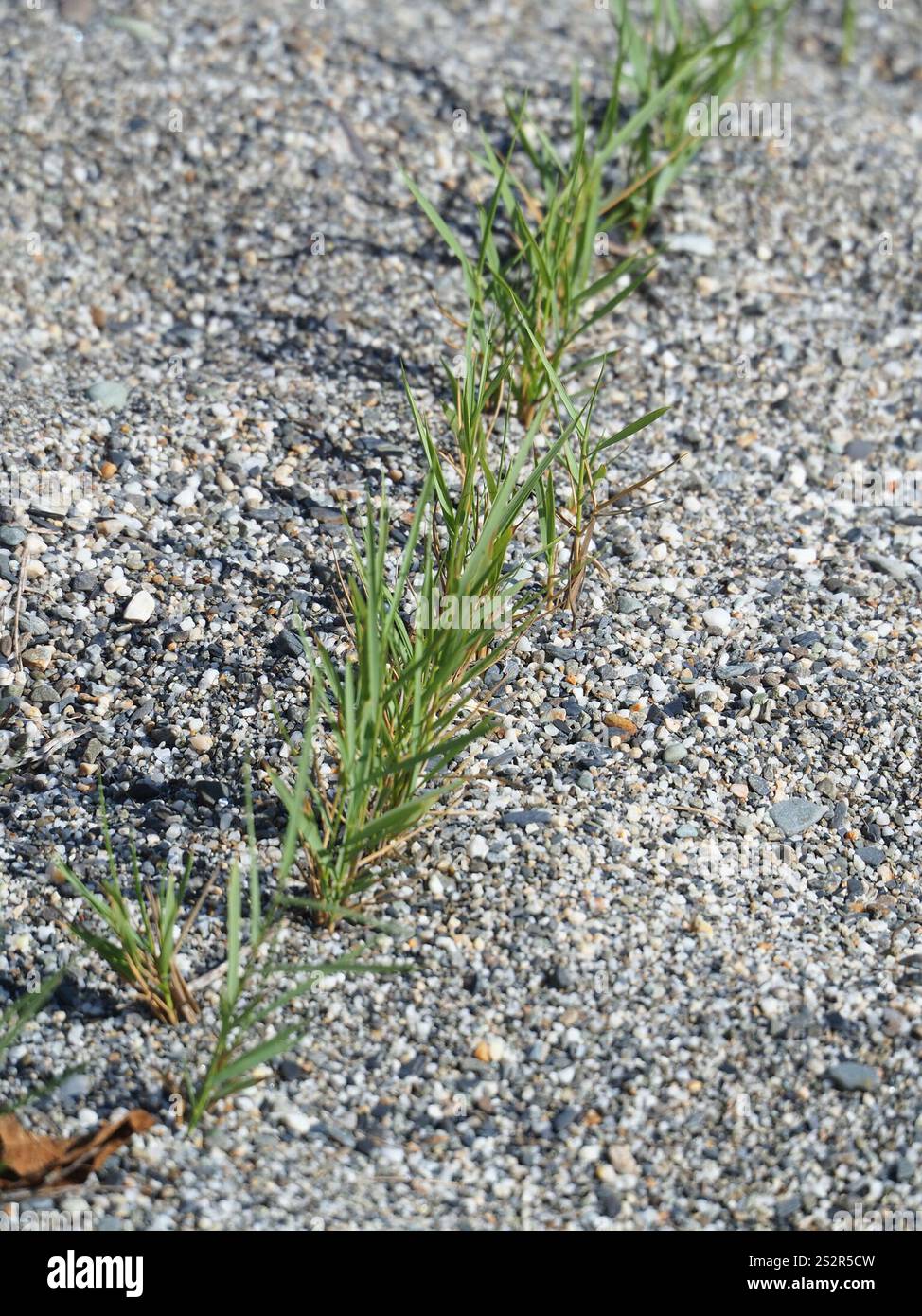 Bermuda grass (Cynodon dactylon Stock Photo - Alamy